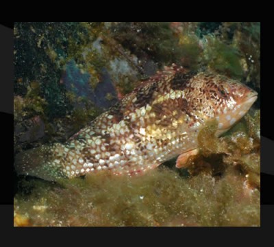 Notolabrus Parilus – Alfaquarium